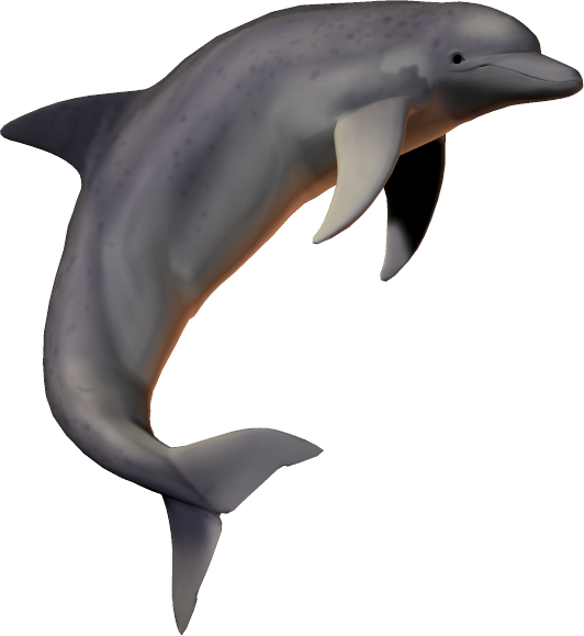 Congratulations! The PNG Image Has Been Downloaded (Dolphin Png,fish ...