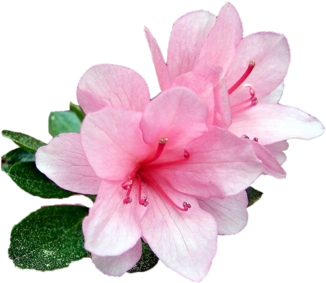 Congratulations! The PNG Image Has Been Downloaded (Azalea, HD Png ...