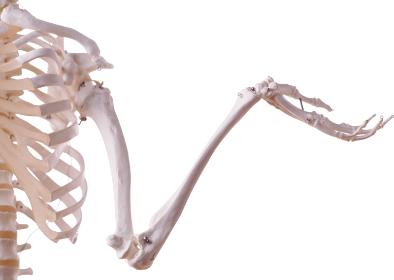 Congratulations! The PNG Image Has Been Downloaded (Background Skeleton ...