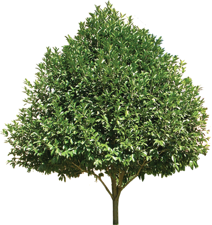 Congratulations! The PNG Image Has Been Downloaded (5 Png, The Trees In ...