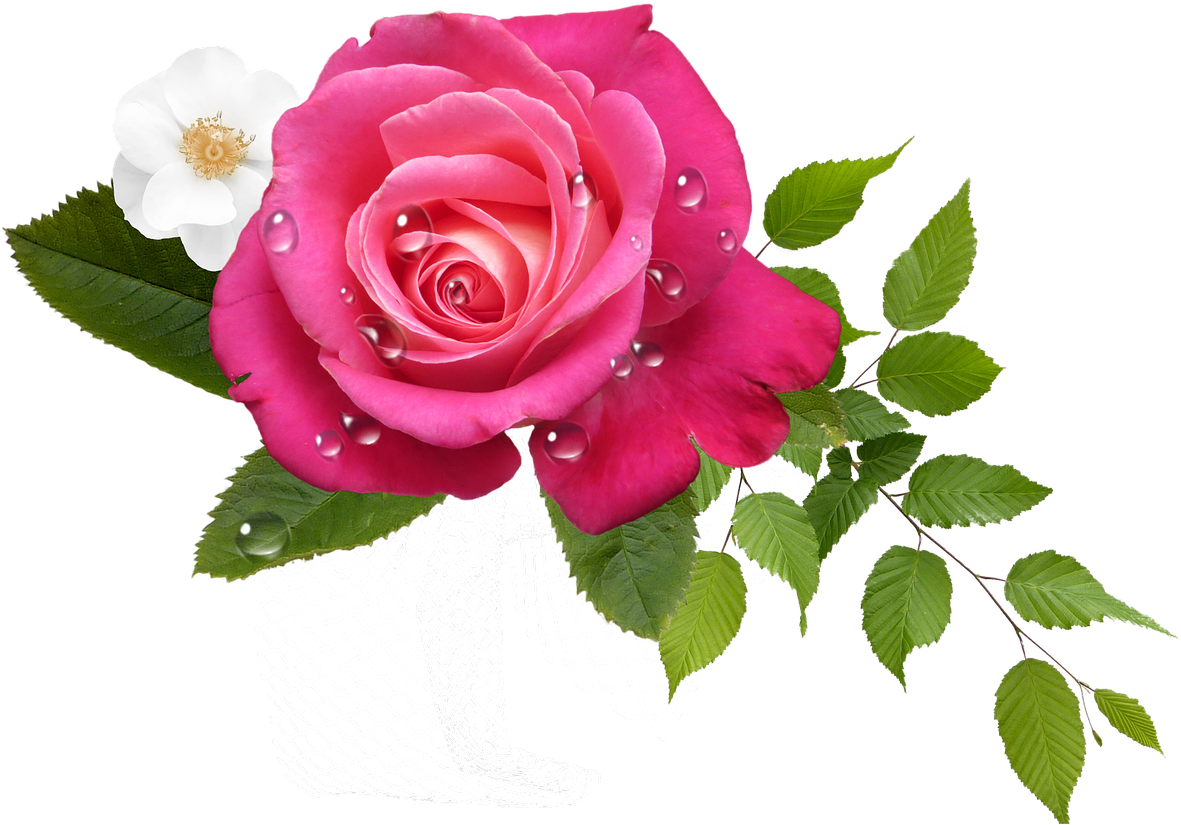 Congratulations! The PNG Image Has Been Downloaded (Rosas Rosa Png ...