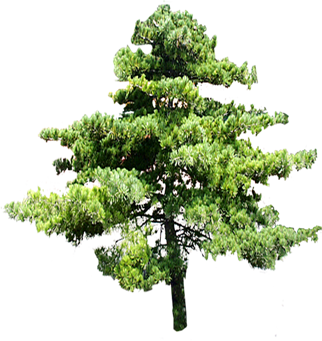 Congratulations! The PNG Image Has Been Downloaded (Tree Digital Image ...