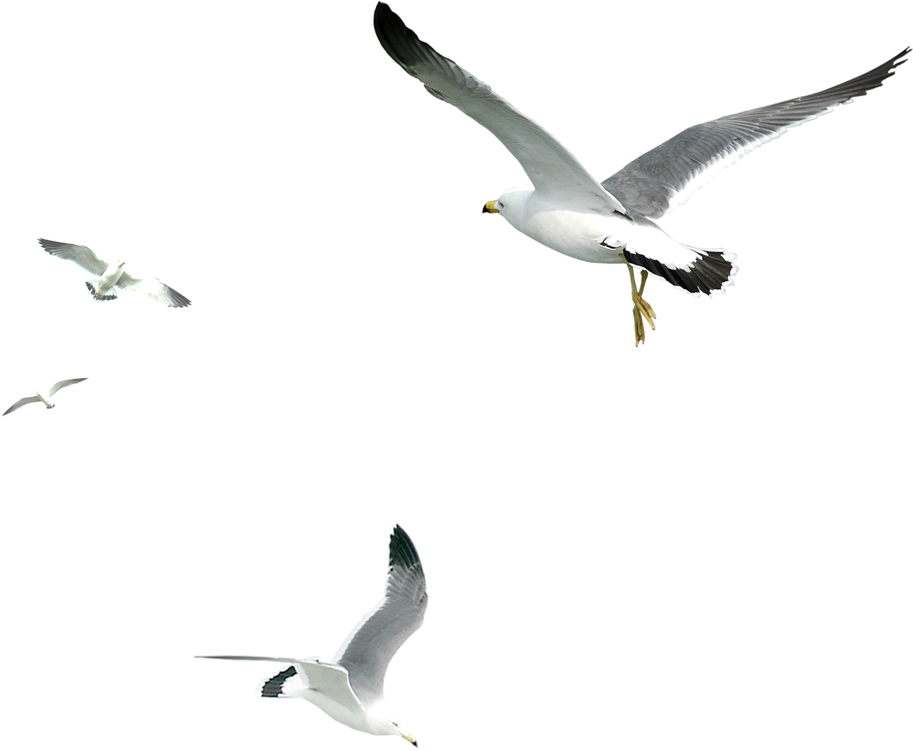 Congratulations! The PNG Image Has Been Downloaded (Seagul Png ...