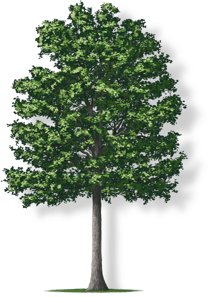 Congratulations! The PNG Image Has Been Downloaded (Tulip Tree Png ...