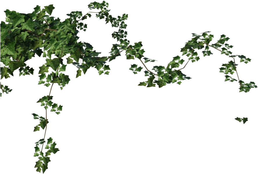 Congratulations! The PNG Image Has Been Downloaded (Ivy Vine Png Free ...