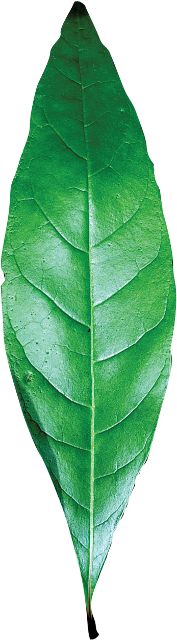 Congratulations! The PNG Image Has Been Downloaded (Transparent Leaf ...