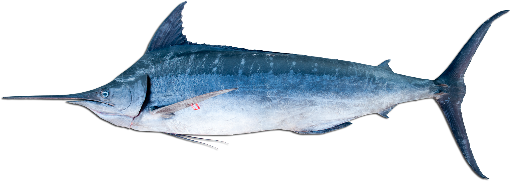 Congratulations! The PNG Image Has Been Downloaded (Blue Marlin ...