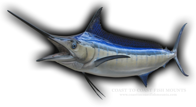 Congratulations! The PNG Image Has Been Downloaded (Transparent Marlin ...