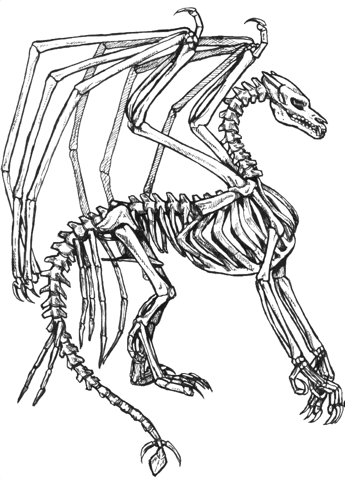 Congratulations! The PNG Image Has Been Downloaded (Transparent Dragon ...