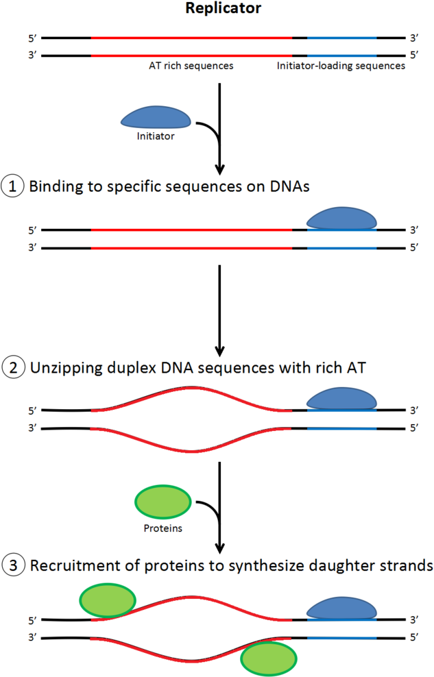 Congratulations! The PNG Image Has Been Downloaded (Dna Clipart Dna ...