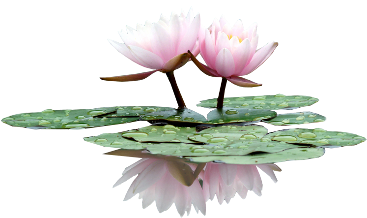 Congratulations! The PNG Image Has Been Downloaded (Lily In The Water ...