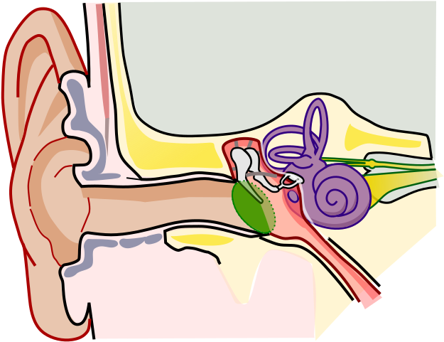 Congratulations! The PNG Image Has Been Downloaded (Anatomy Of The ...
