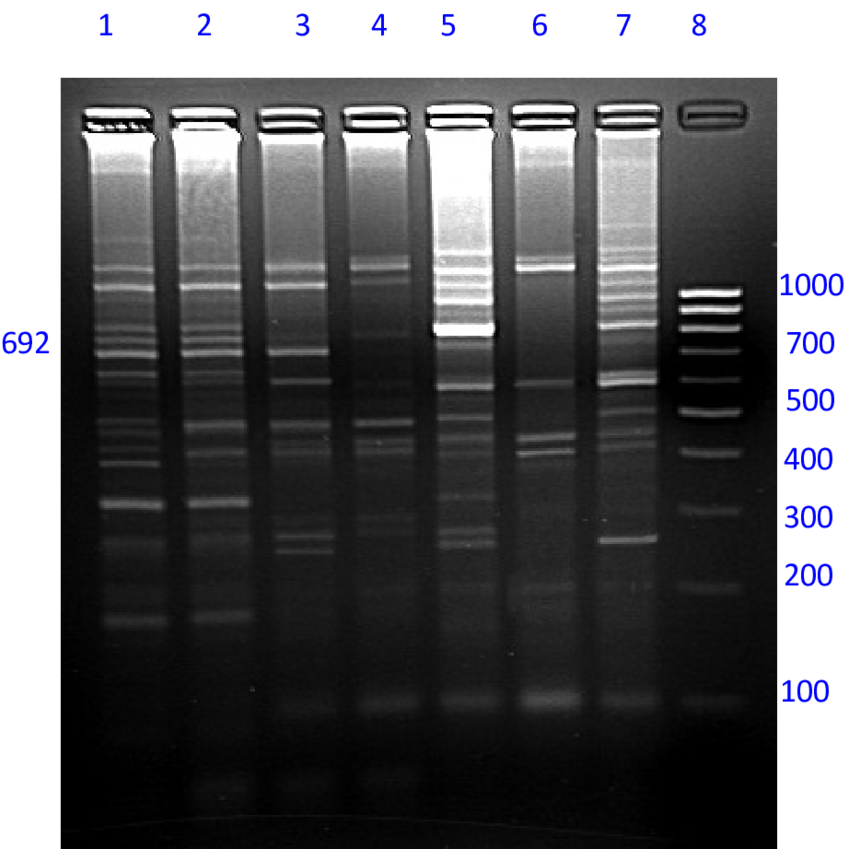 Congratulations The Png Image Has Been Downloaded Amplification Of Type And Sex Wise Pooled