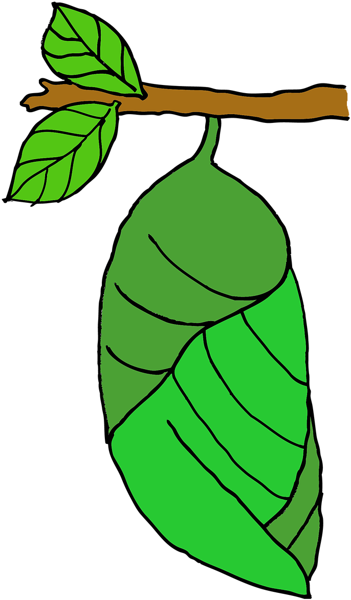 Congratulations! The PNG Image Has Been Downloaded (Pupa Butterfly ...