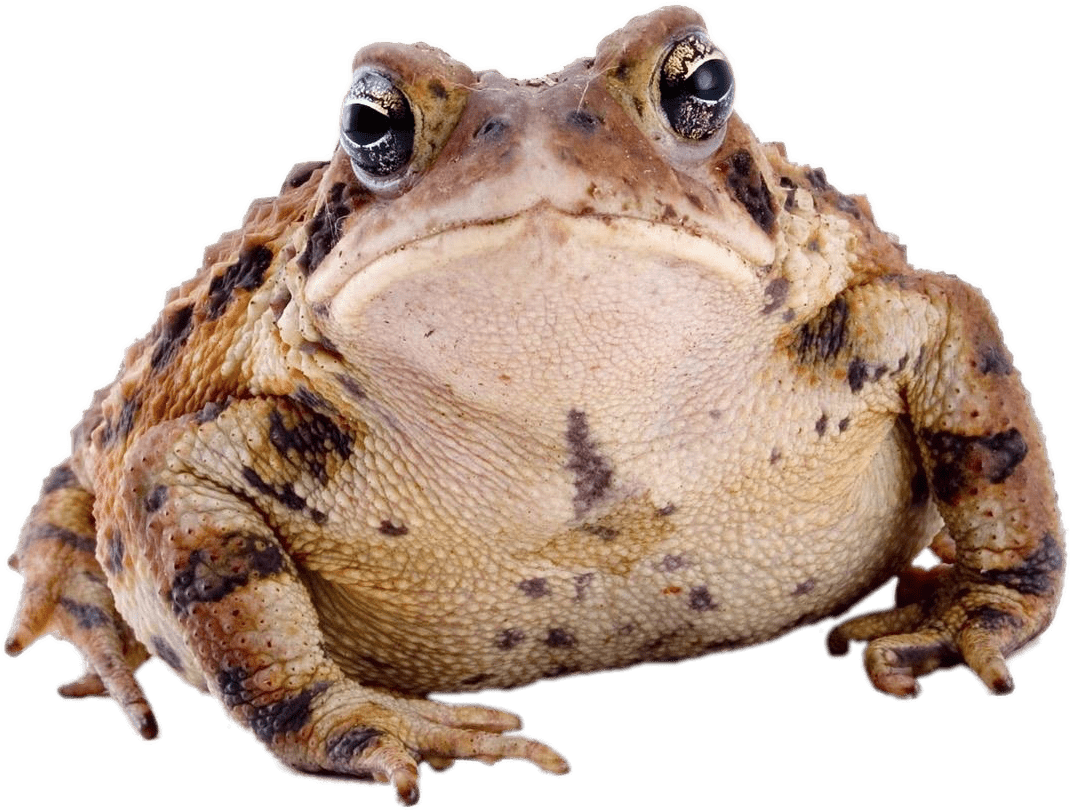 Congratulations! The PNG Image Has Been Downloaded (Toad Front View ...