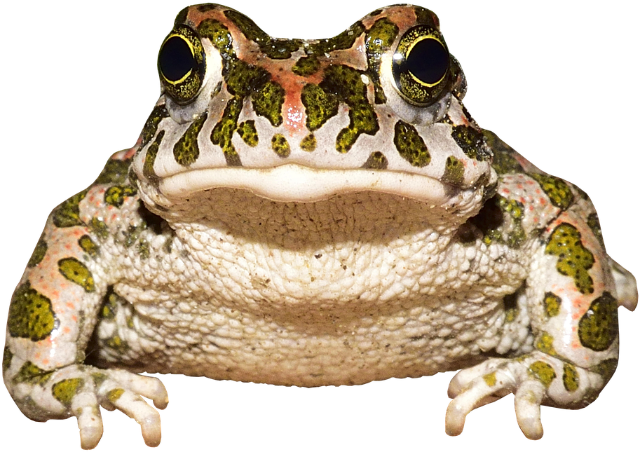 Congratulations! The PNG Image Has Been Downloaded (Frog, Toad ...