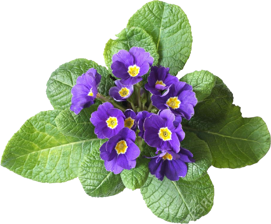 Congratulations! The PNG Image Has Been Downloaded (Violet Flower, HD ...
