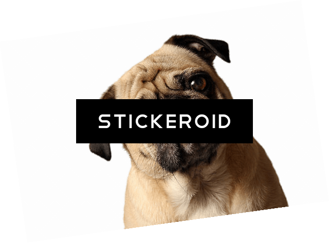 Congratulations! The PNG Image Has Been Downloaded (Pug Head Png - Pug ...