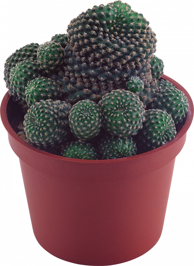 Congratulations! The PNG Image Has Been Downloaded (Cactus Png ...