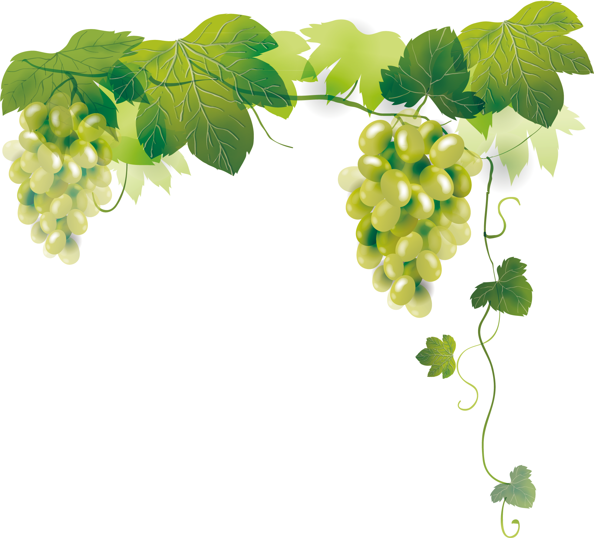 Congratulations! The PNG Image Has Been Downloaded (Transparent Grapes ...
