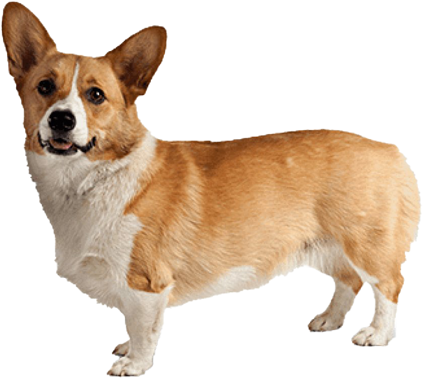 Congratulations! The PNG Image Has Been Downloaded (Corgi Png ...