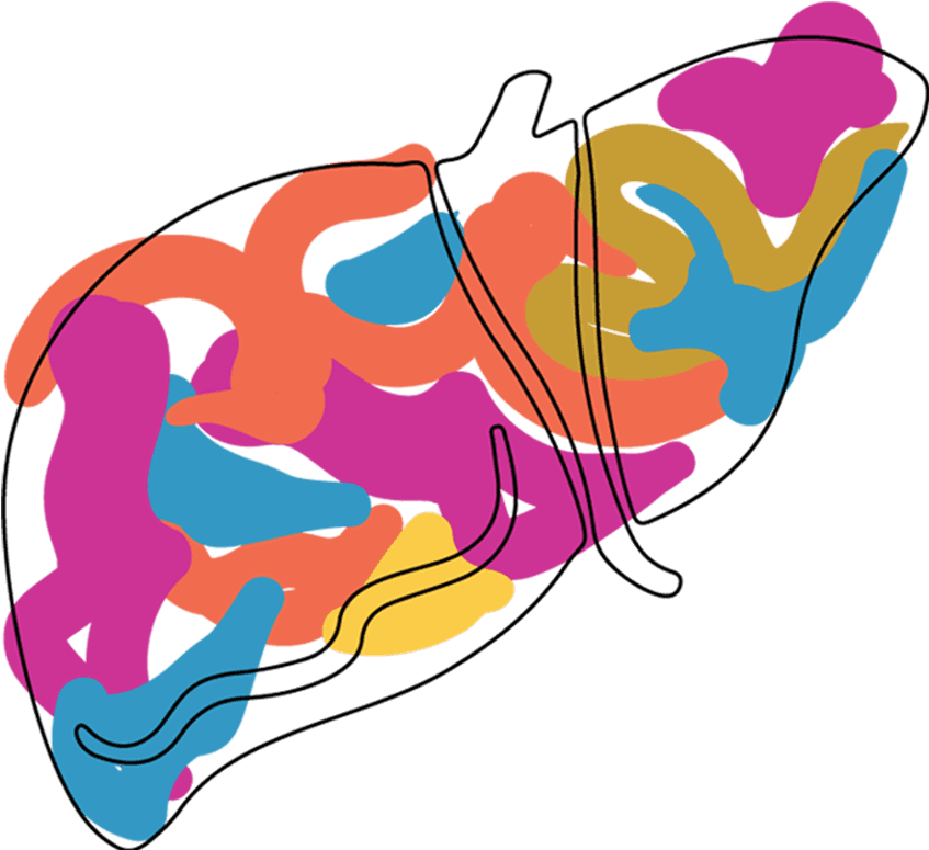 Congratulations! The PNG Image Has Been Downloaded (Diseño De Hígado ...