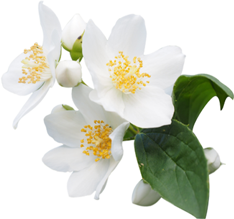 Congratulations! The PNG Image Has Been Downloaded (Mogra Png ...