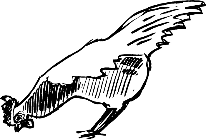 Congratulations! The PNG Image Has Been Downloaded (Pecking Chicken ...