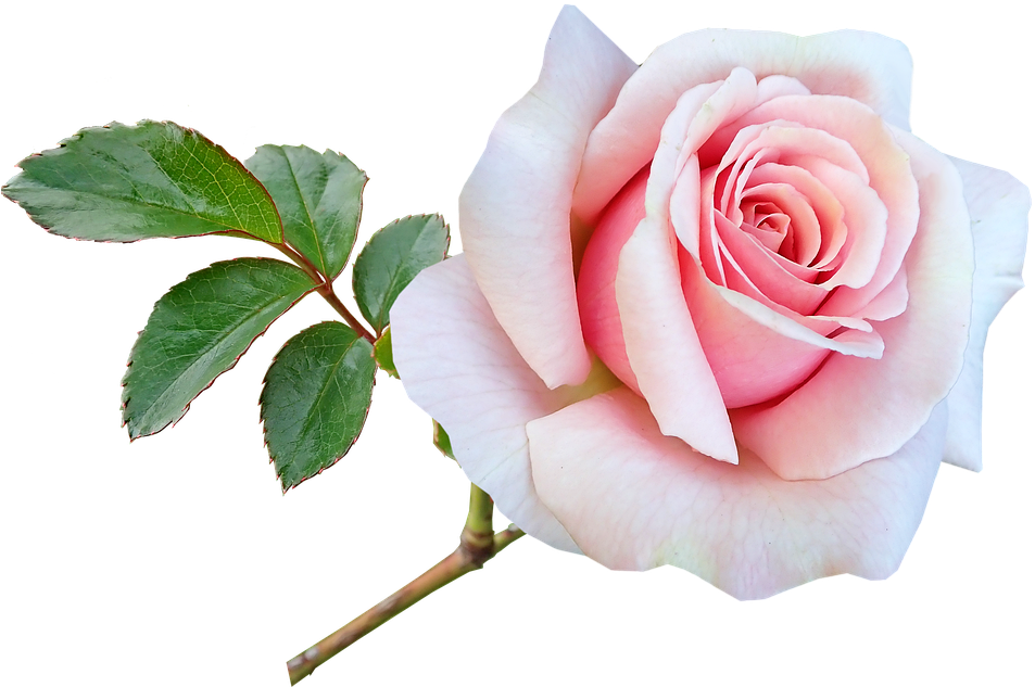 Congratulations! The PNG Image Has Been Downloaded (Flower Stem Png ...