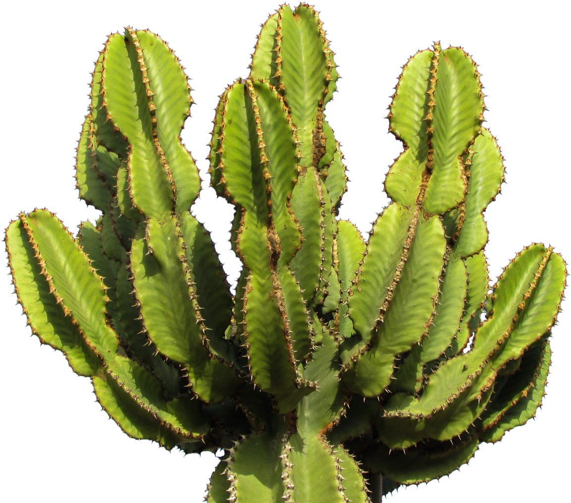Congratulations! The PNG Image Has Been Downloaded (Cactus Png Image ...