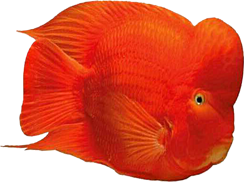 Congratulations! The PNG Image Has Been Downloaded (Tropical Fish Png ...