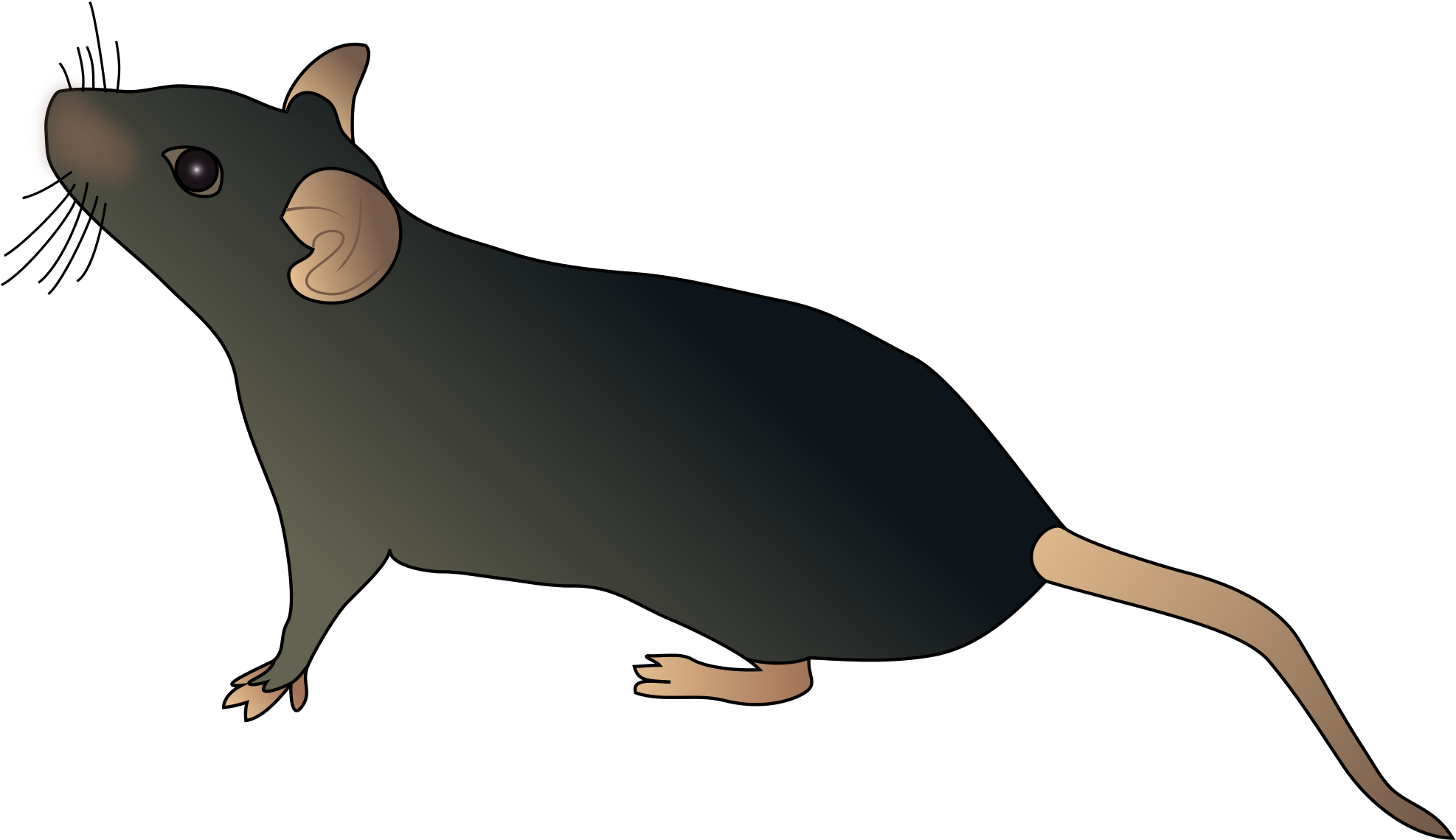 Congratulations! The PNG Image Has Been Downloaded (Water Shrew ...
