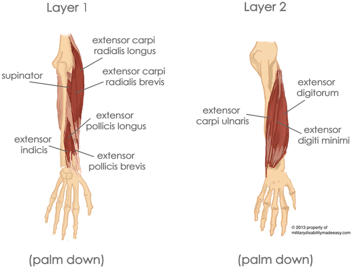 Congratulations! The PNG Image Has Been Downloaded (Extensor Carpi ...
