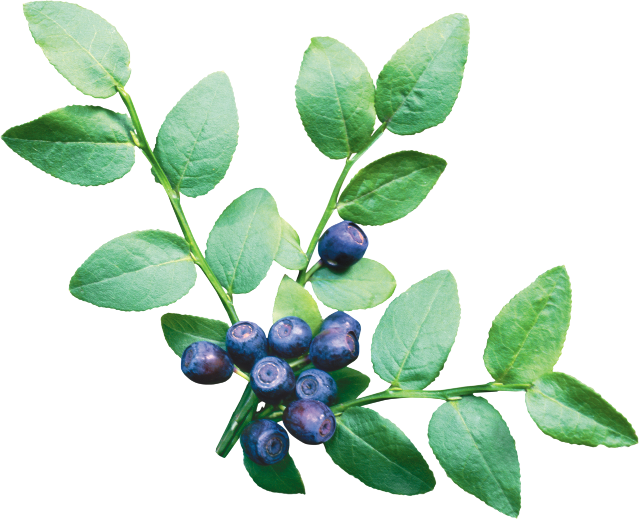 Congratulations! The PNG Image Has Been Downloaded (Blueberry Png Image ...
