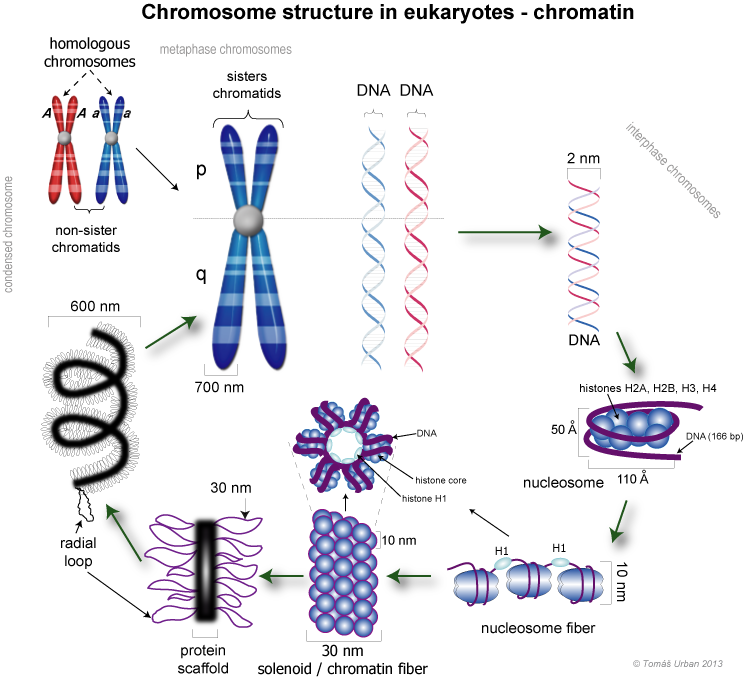 Congratulations! The PNG Image Has Been Downloaded (Chromatin Drawing ...