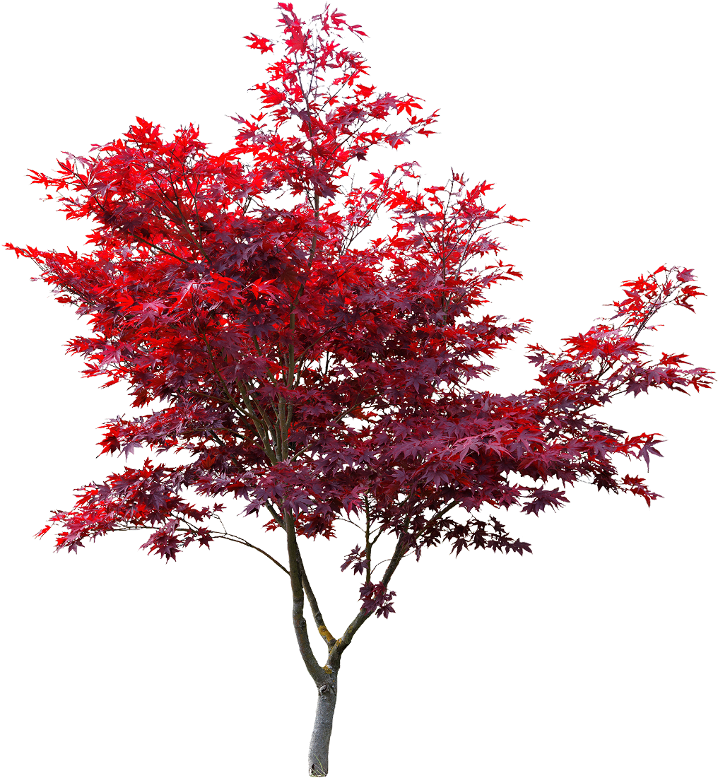 Congratulations! The PNG Image Has Been Downloaded (Transparent Red ...