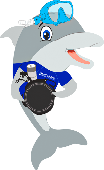 Congratulations! The PNG Image Has Been Downloaded (Water Puddle Png ...