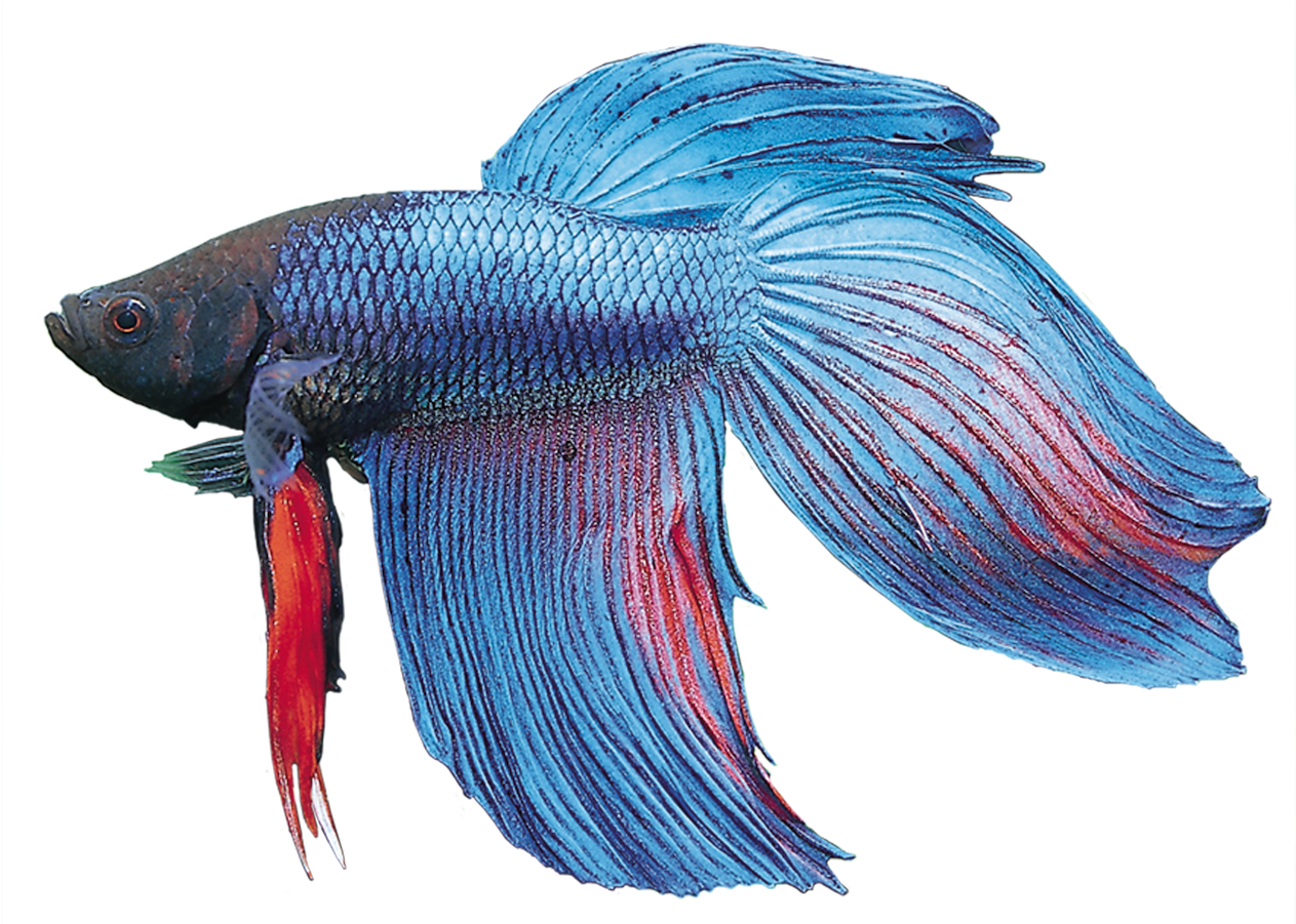Congratulations! The PNG Image Has Been Downloaded (Transparent Betta ...