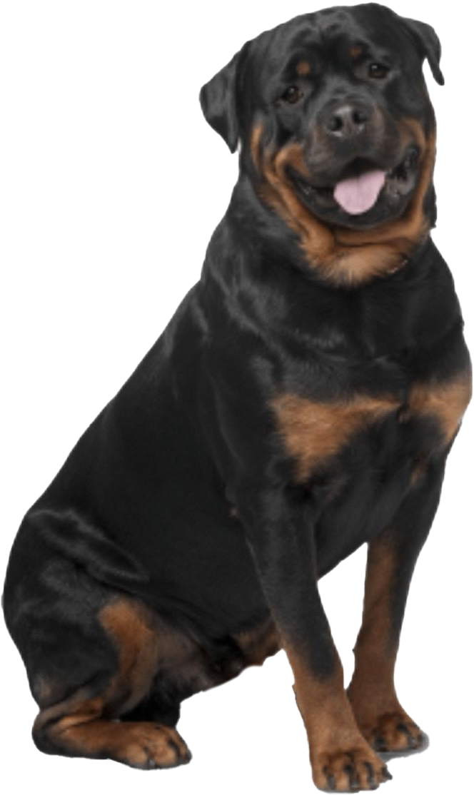 Congratulations! The PNG Image Has Been Downloaded (Rottweiler Png ...