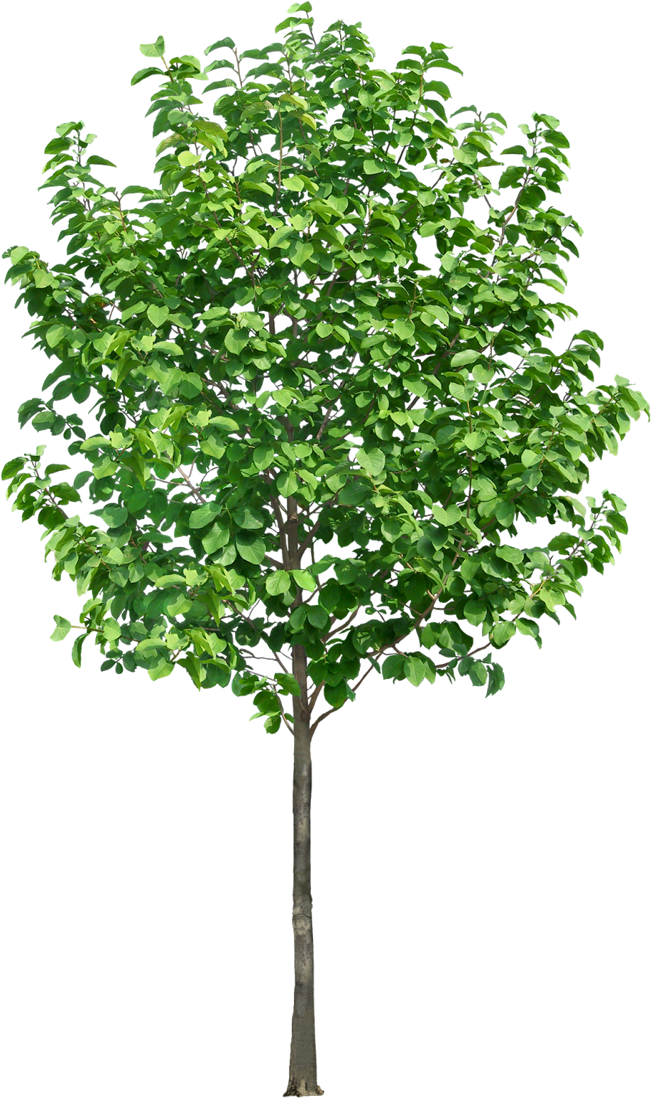 Congratulations! The PNG Image Has Been Downloaded (#tree #branches # ...