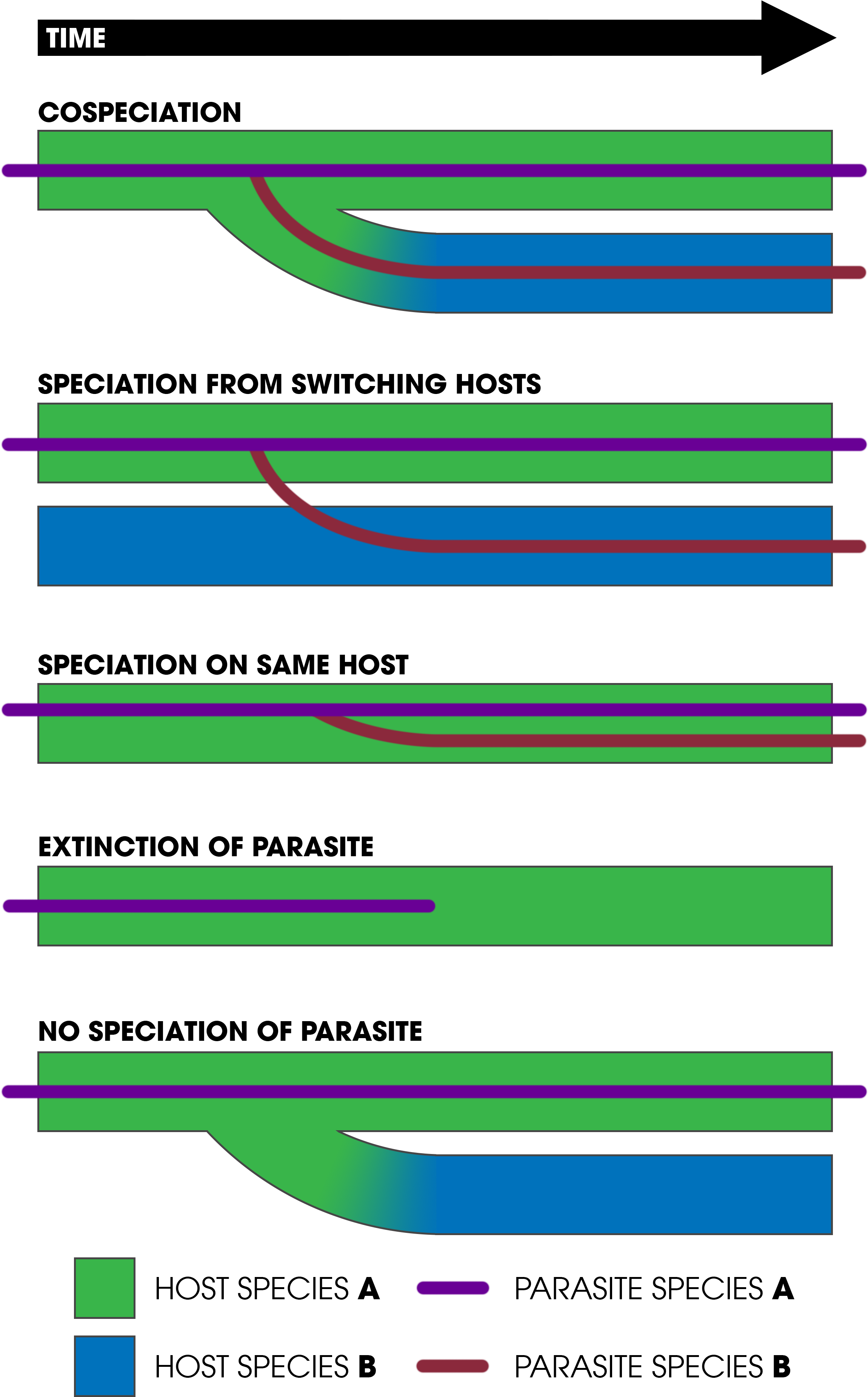 Congratulations! The PNG Image Has Been Downloaded (Parasite Png ...