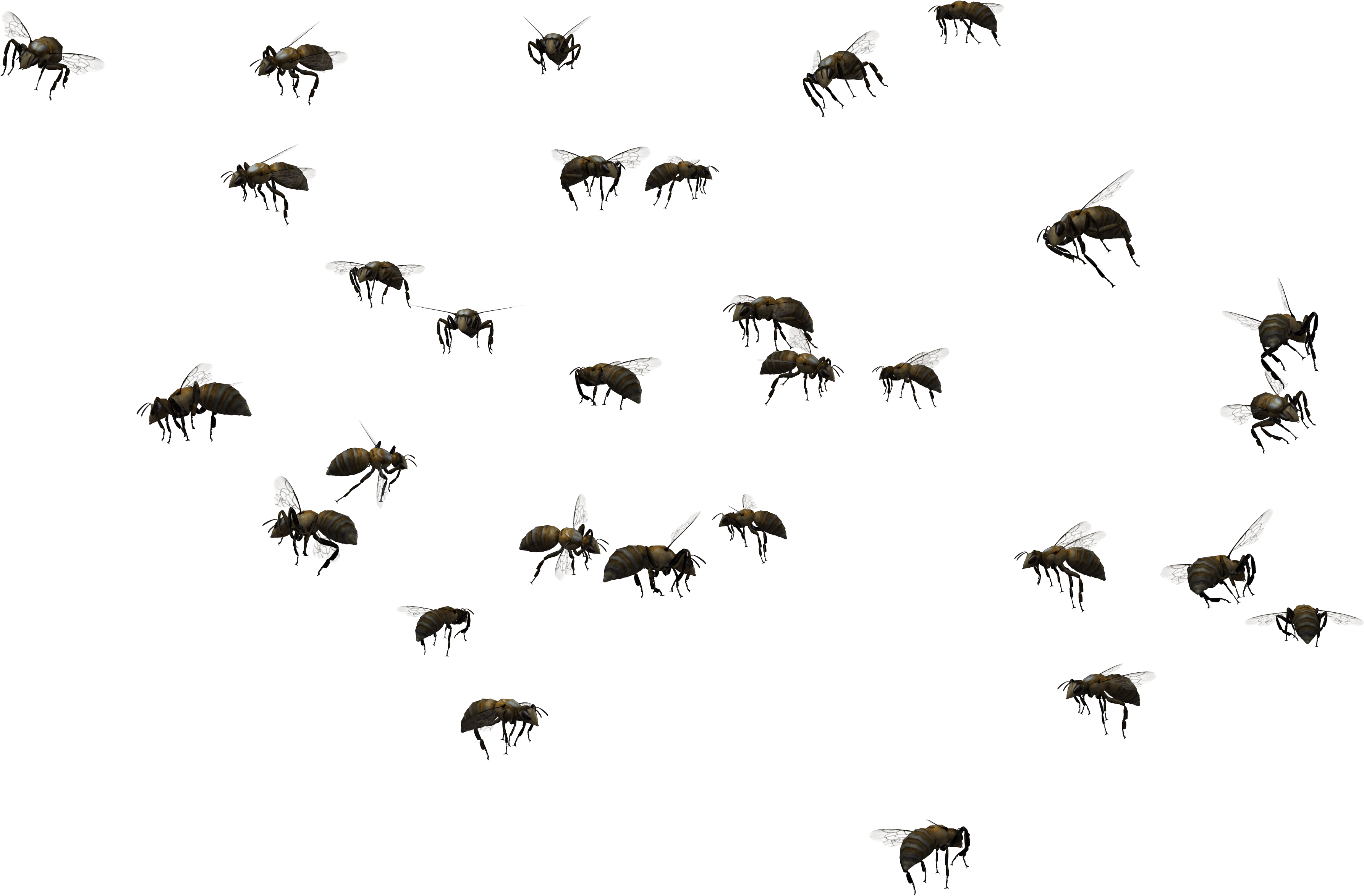 Congratulations! The PNG Image Has Been Downloaded (Transparent Bee ...