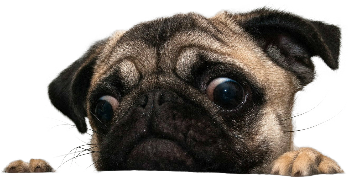 Congratulations! The PNG Image Has Been Downloaded (Transparent Pug ...