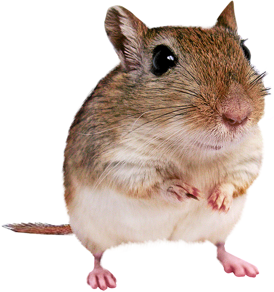 Congratulations! The PNG Image Has Been Downloaded (Gerbil With ...