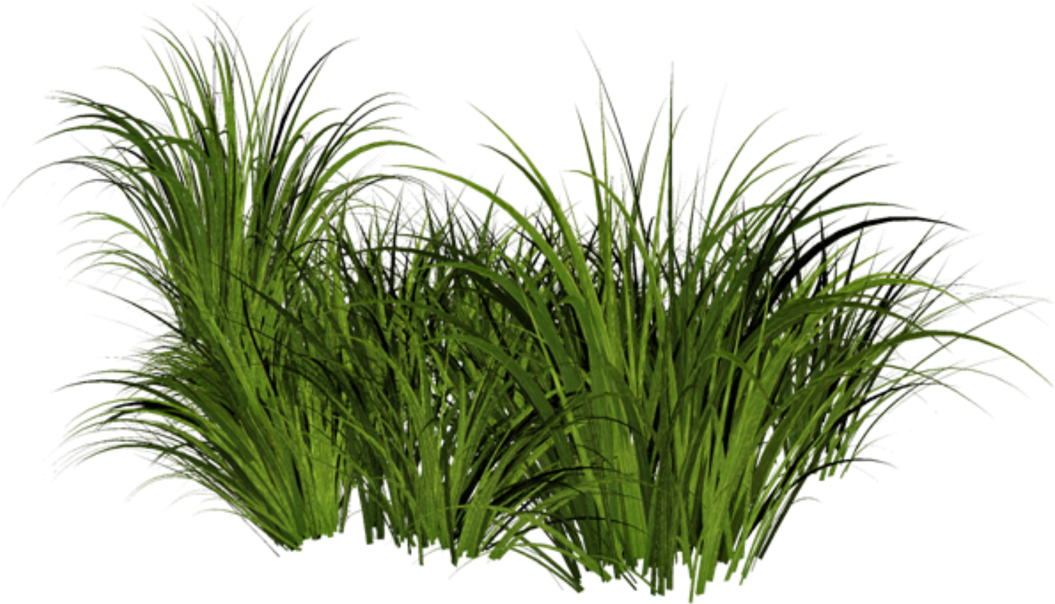 Congratulations! The PNG Image Has Been Downloaded (Beach Grass Png Jpg ...