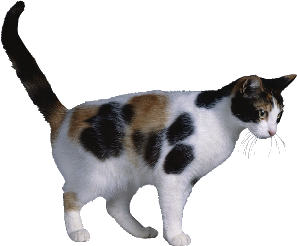 Congratulations! The PNG Image Has Been Downloaded (Calico Cat X ...