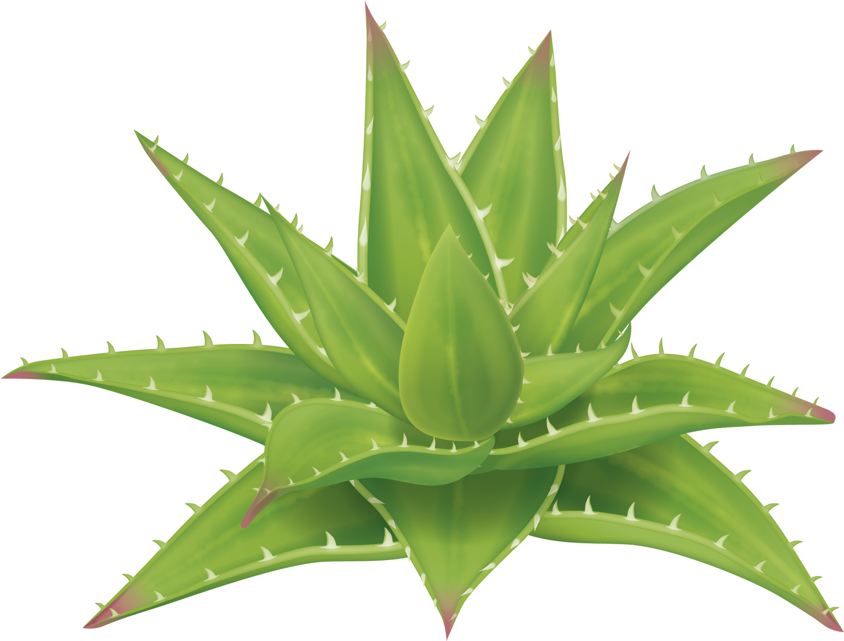 Congratulations! The PNG Image Has Been Downloaded (Aloe Vera Planta ...