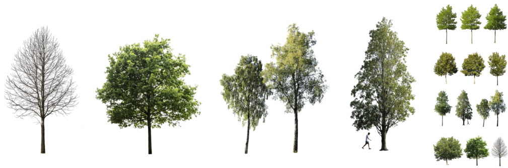 Congratulations! The PNG Image Has Been Downloaded (Tree Png ...