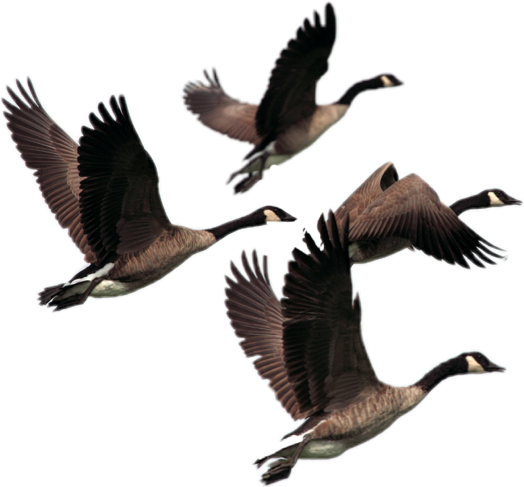 Congratulations! The PNG Image Has Been Downloaded (Transparent Ducks ...