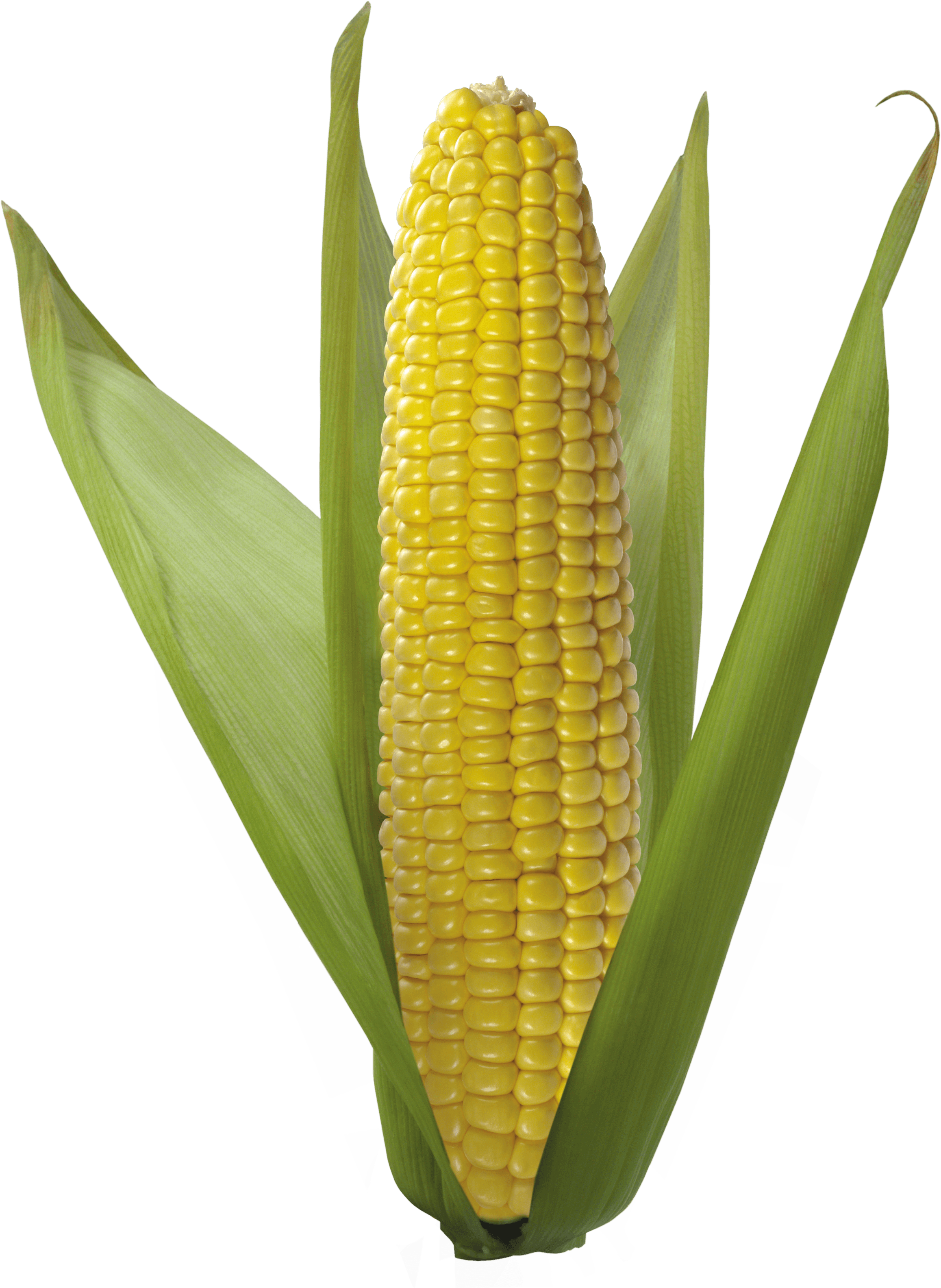 Congratulations! The PNG Image Has Been Downloaded (Corn On The Cob ...
